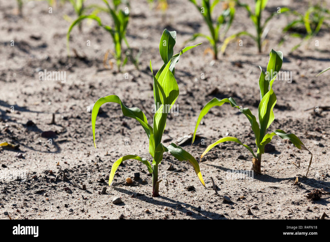 corn field. Spring Stock Photo - Alamy
