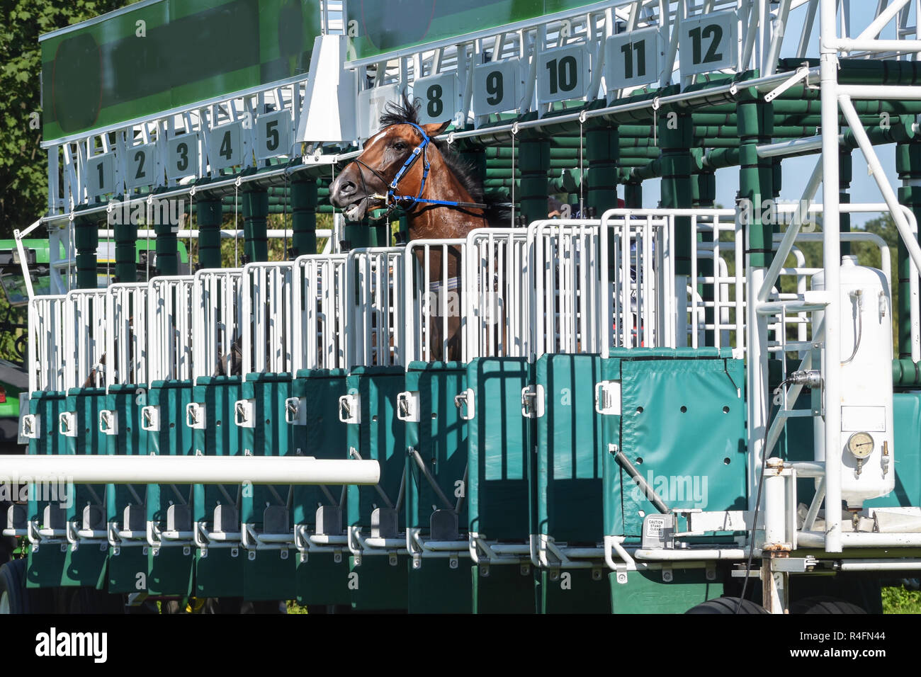 horse in panic tries to escape from the start gate before the race ...