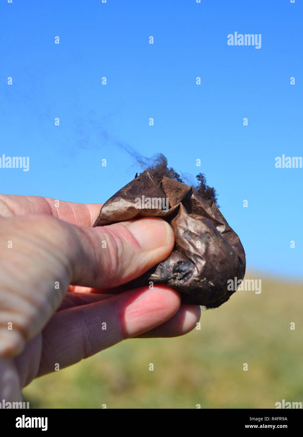 Puffball mushroom spores hi-res stock photography and images - Alamy
