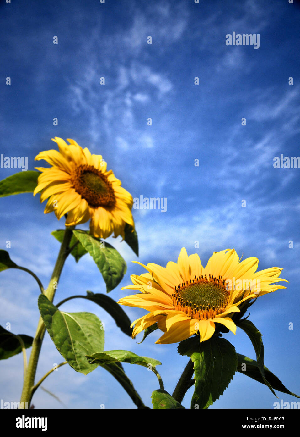 Wild yellow sunflowers being blown in the wind Stock Photo - Alamy