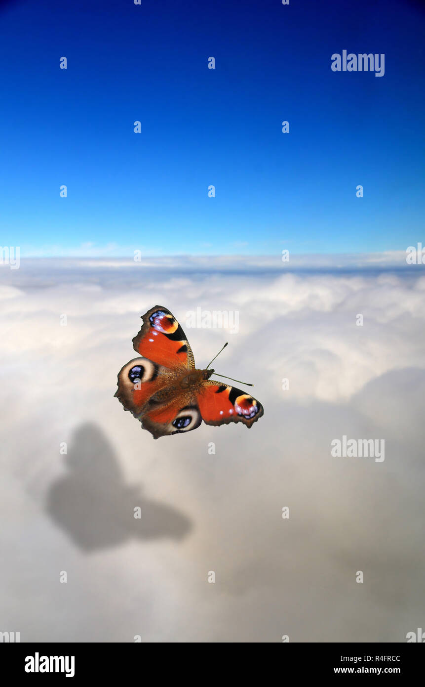 Butterfly flying hi-res stock photography and images - Alamy