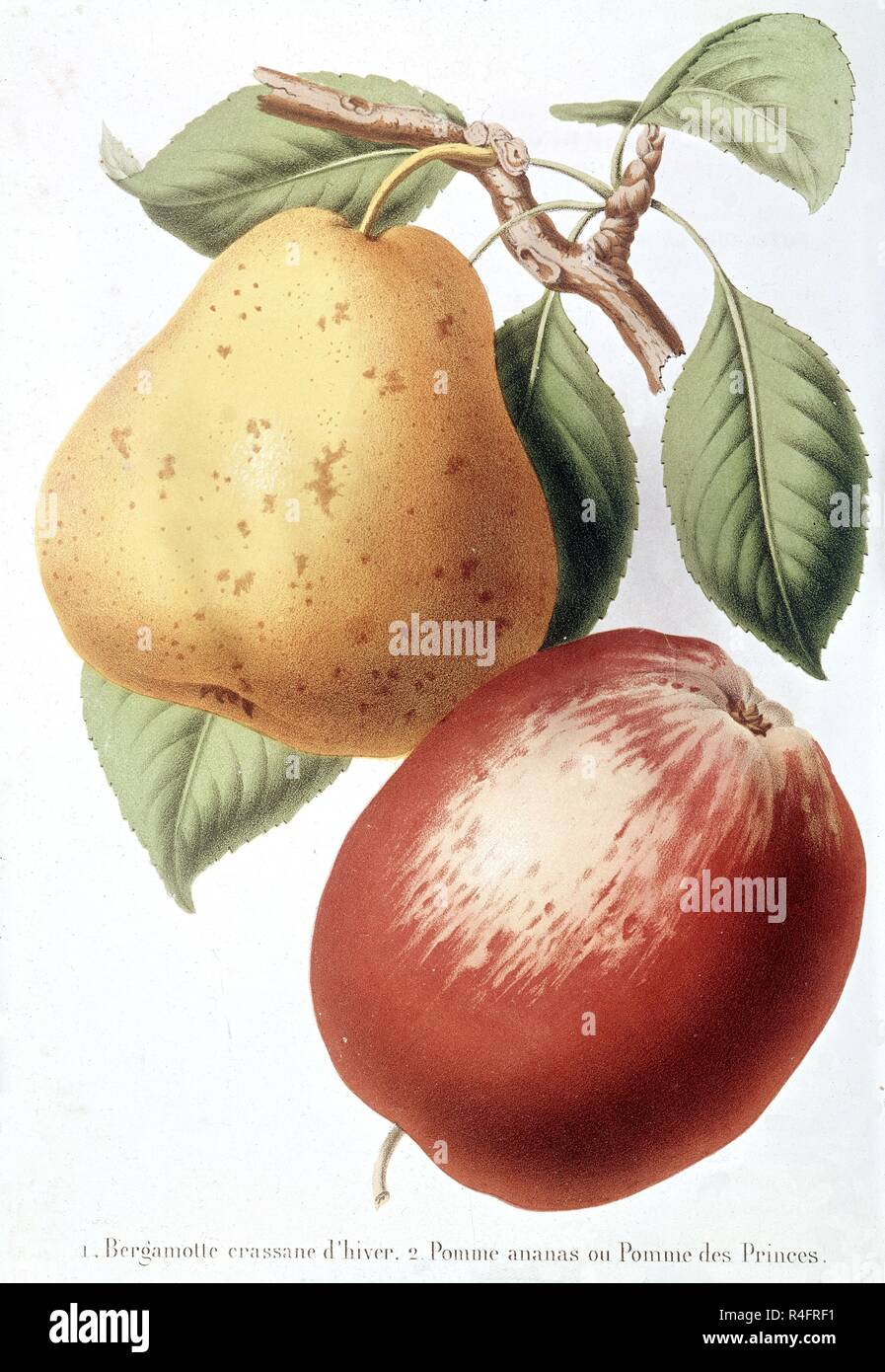 Manzana pera hi-res stock photography and images - Alamy