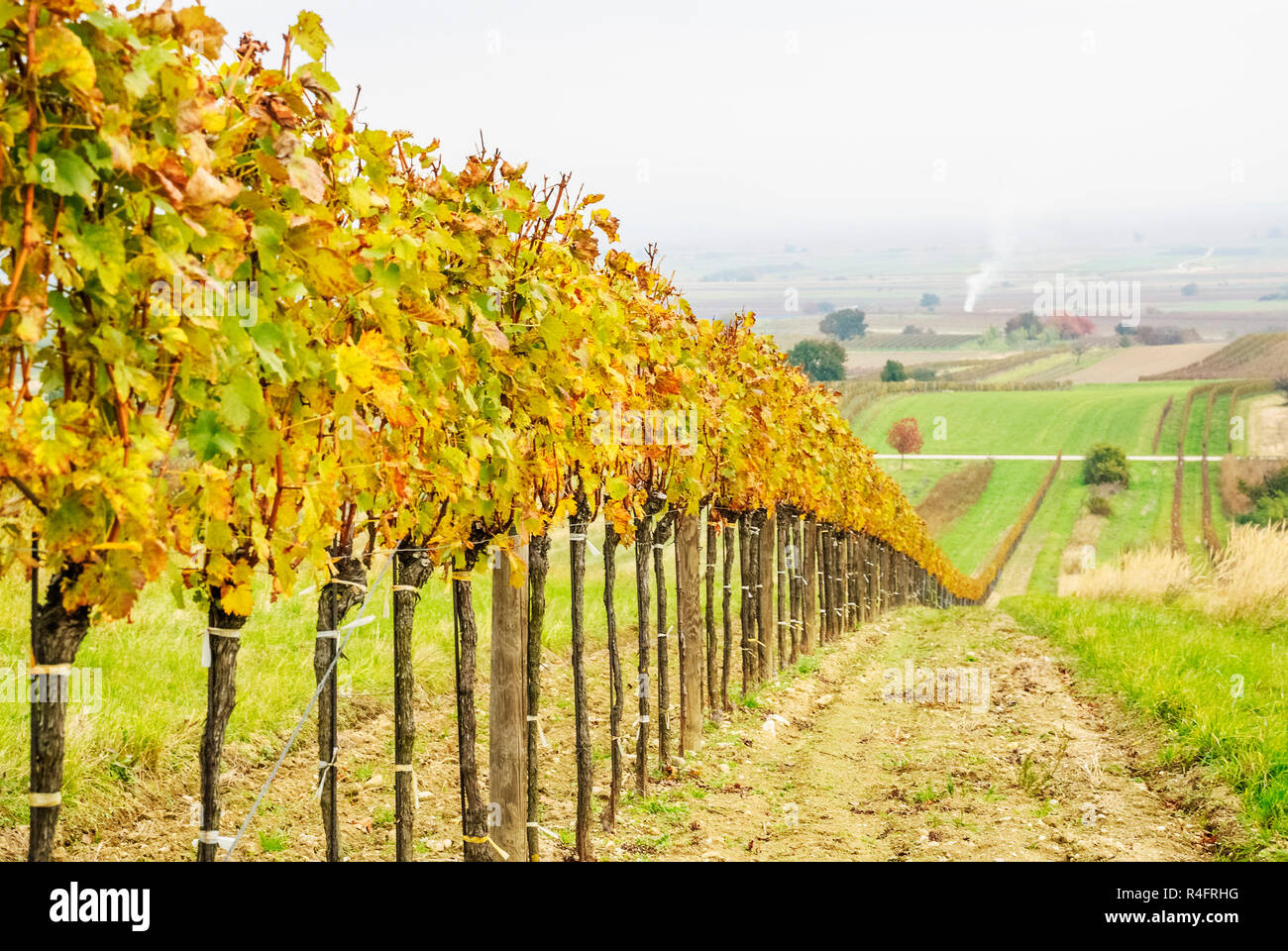 vine in the vineyard in winter Stock Photo - Alamy