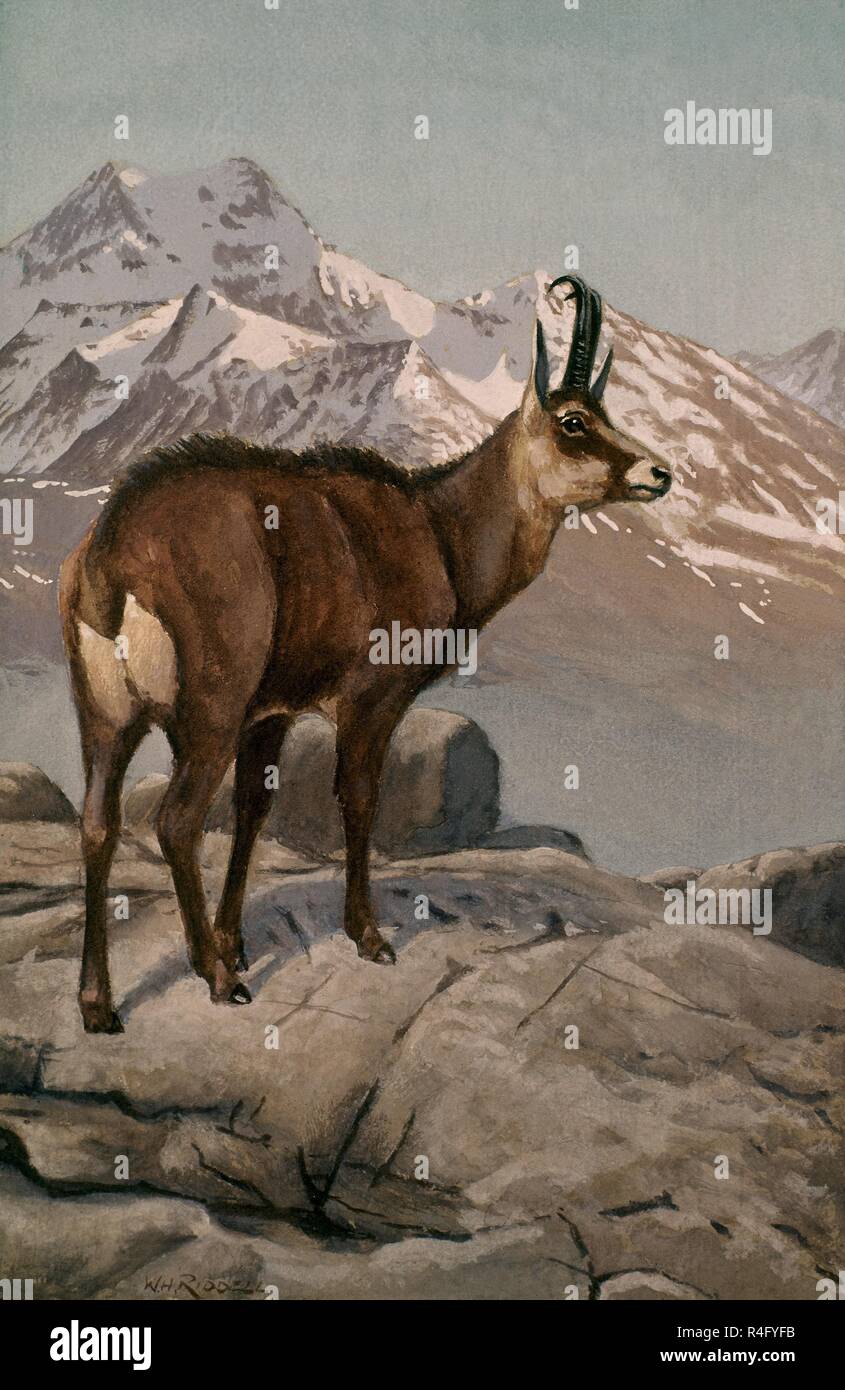 Riddel w h hi-res stock photography and images - Alamy