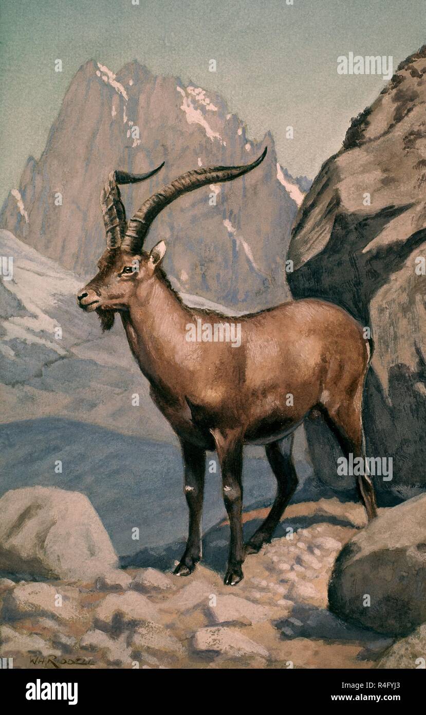 Riddel hi-res stock photography and images - Alamy