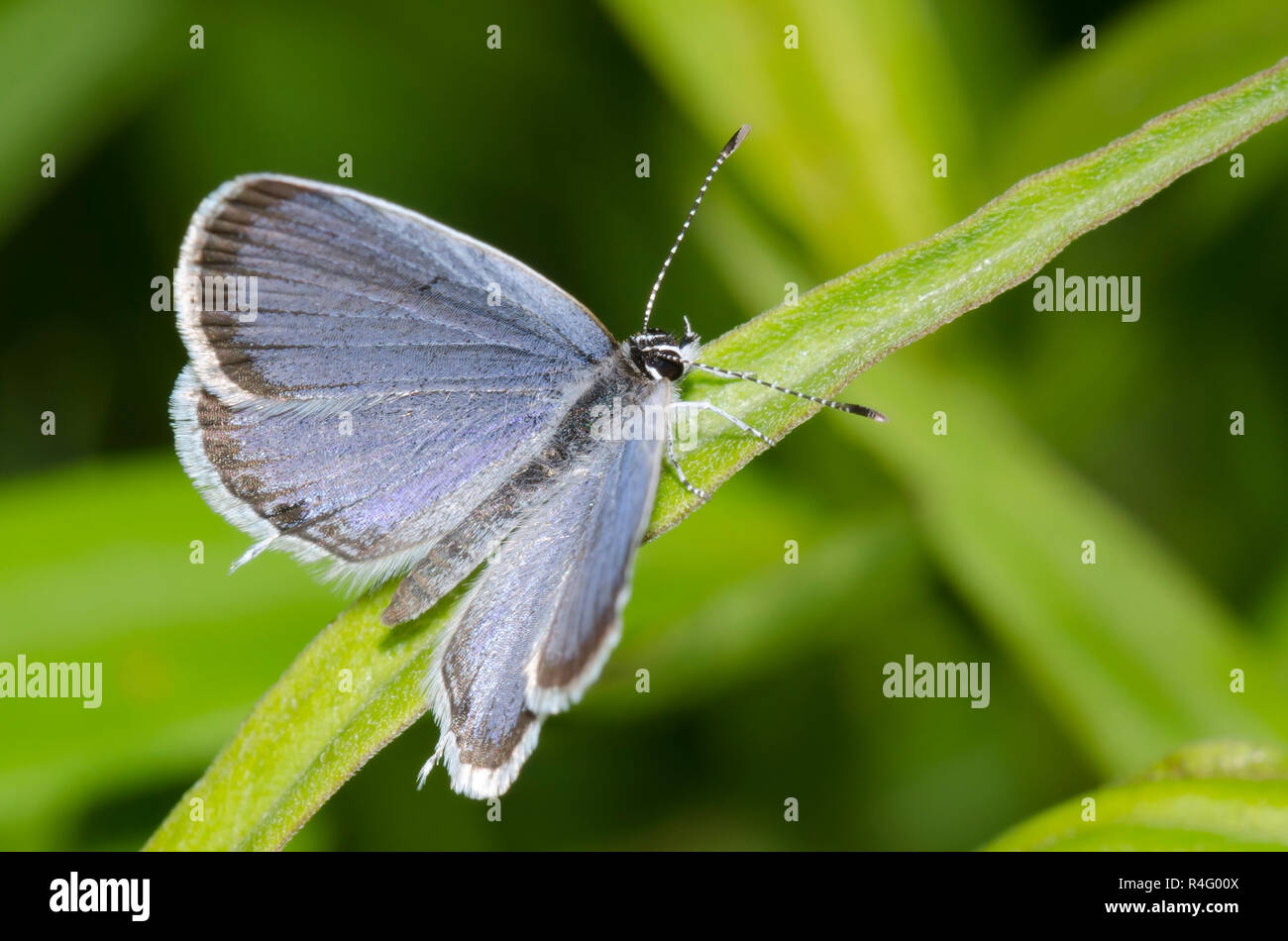 Eastern tailed blue butterfly hi-res stock photography and images - Alamy
