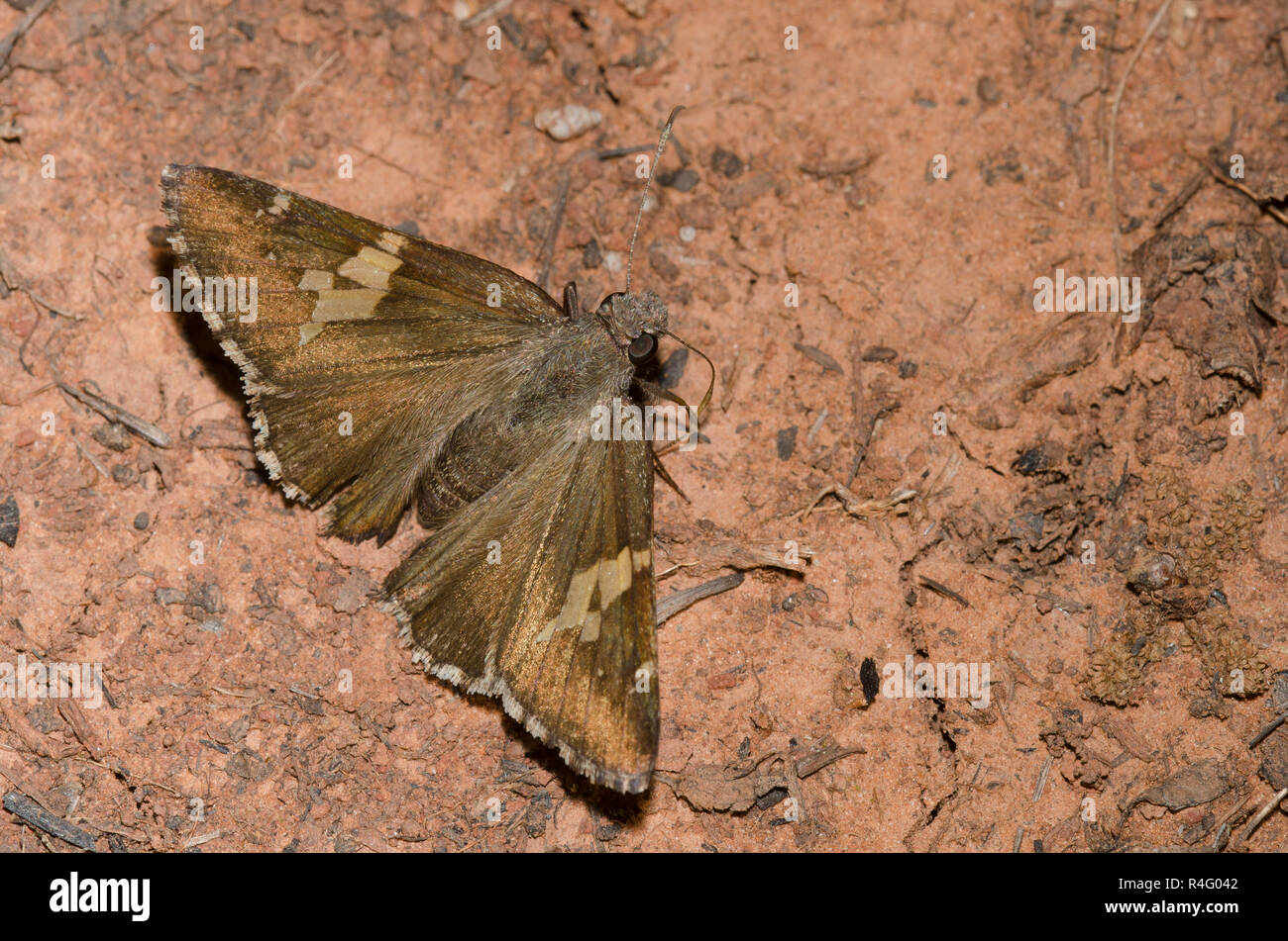 Hoary Edge, Cecropterus lyciades, female basking Stock Photo - Alamy