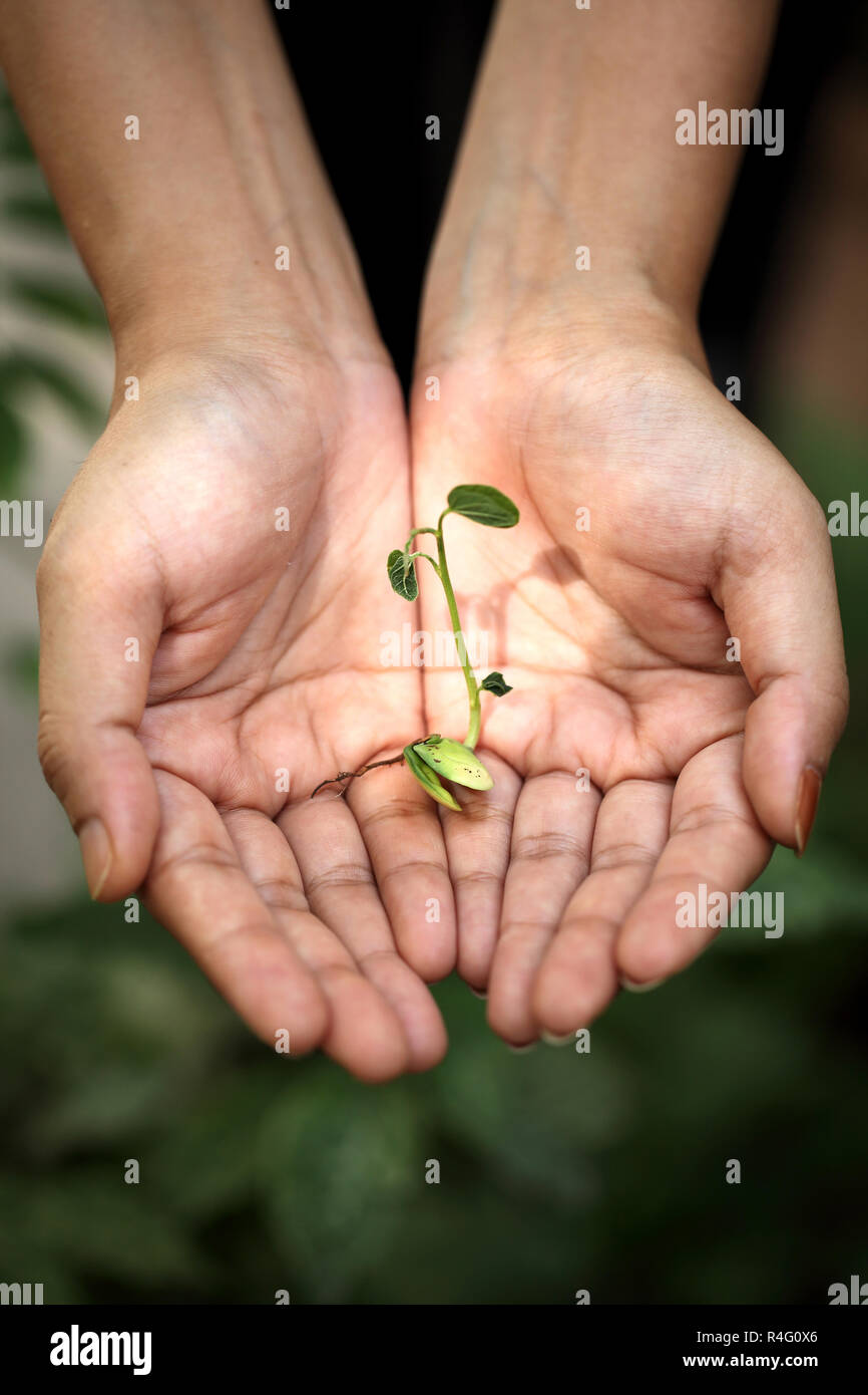 Hand holding small plant Stock Photo - Alamy