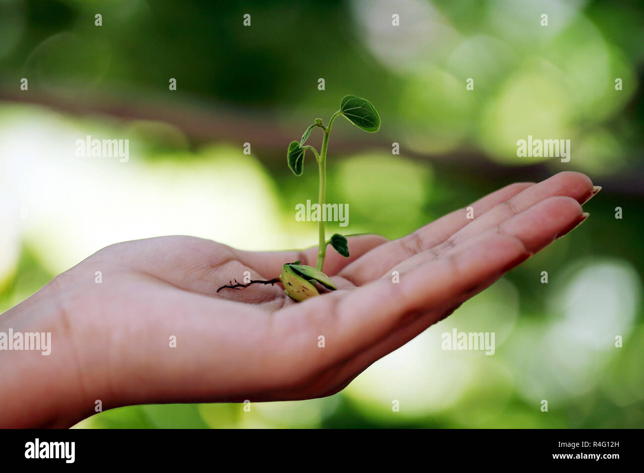 Hand holding small plant Stock Photo - Alamy