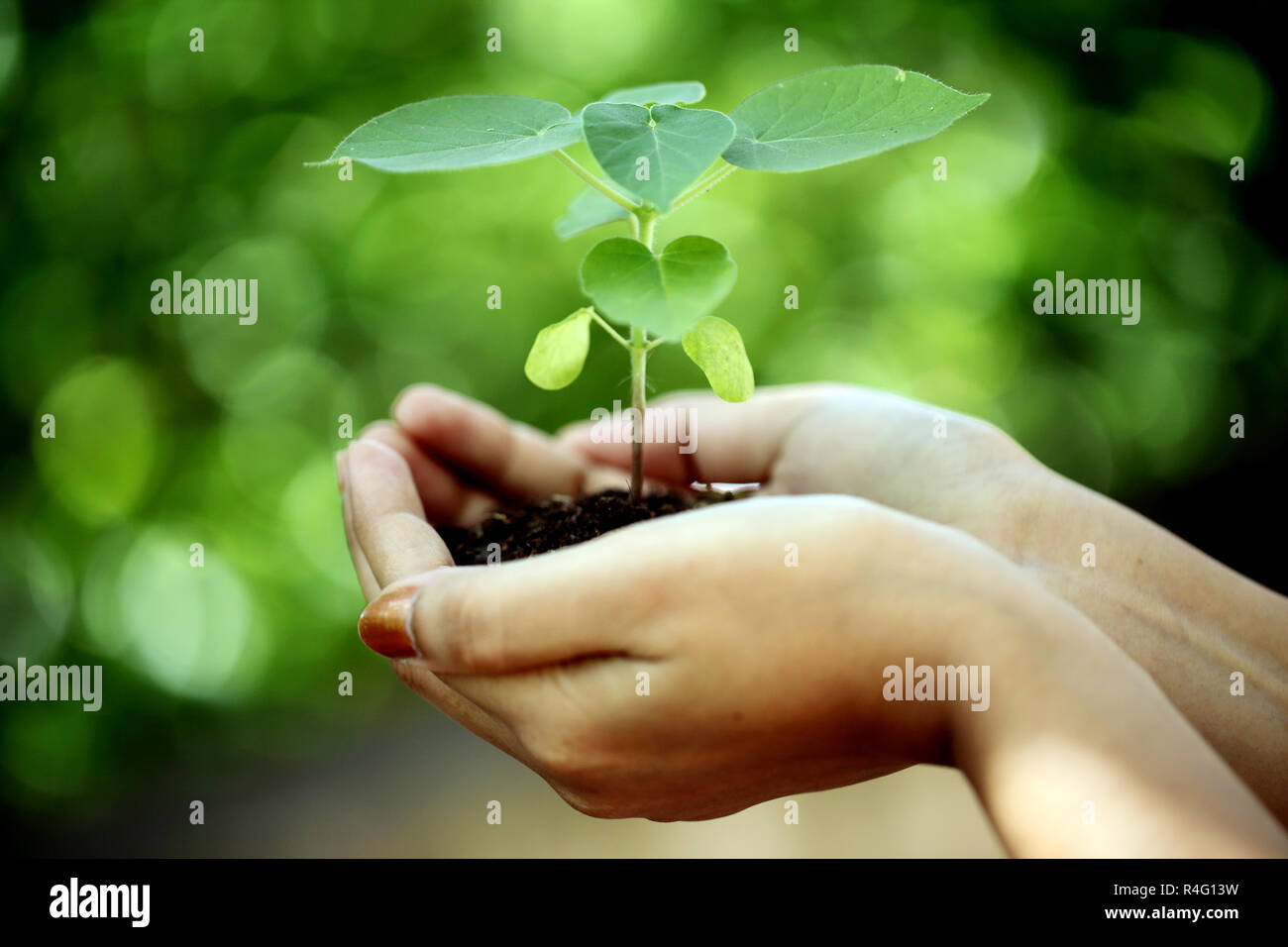 Hands holding young plant Stock Photo - Alamy
