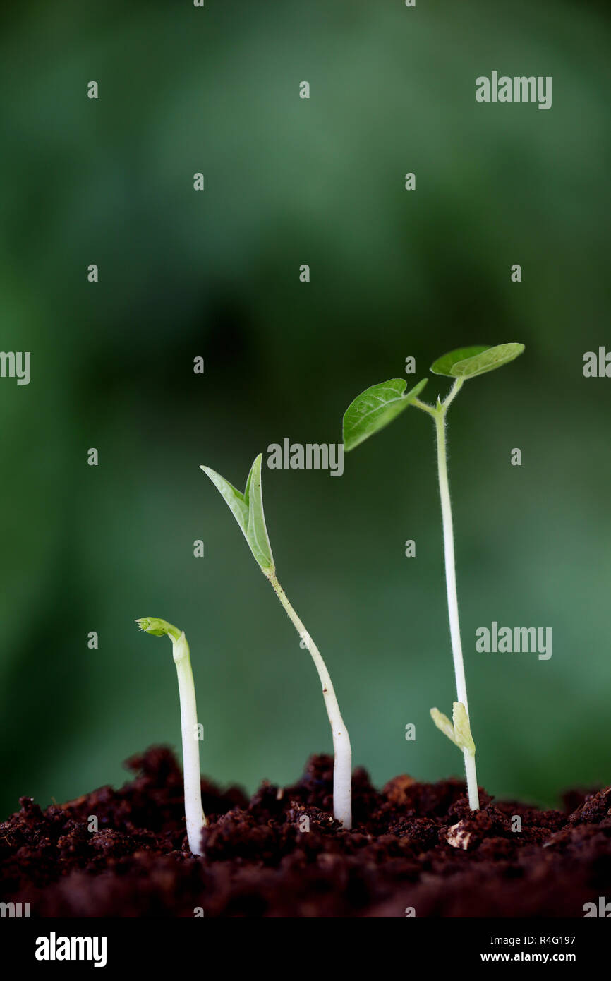 Plant growth-New beginnings Stock Photo - Alamy