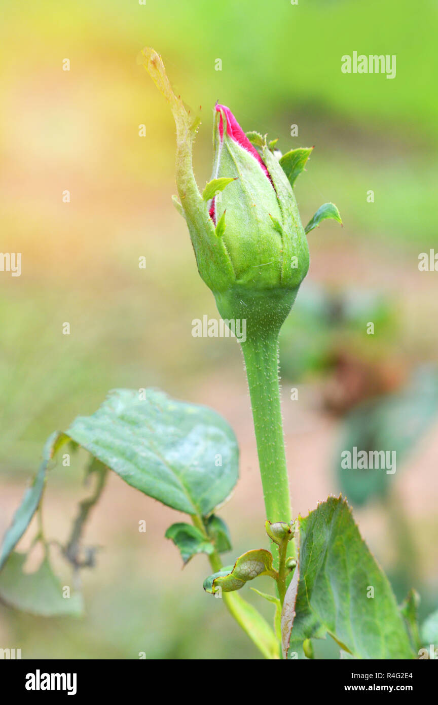 rose flower plant nature background / bud of red rose flower not ...