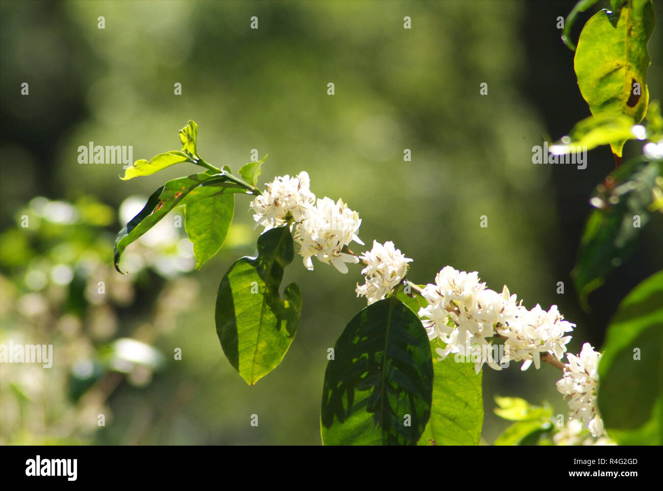 Coffee bloom hi-res stock photography and images - Alamy