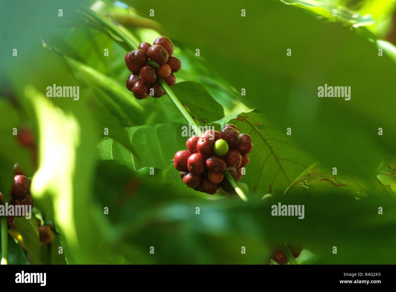 Ripe coffee beans on plant Stock Photo - Alamy