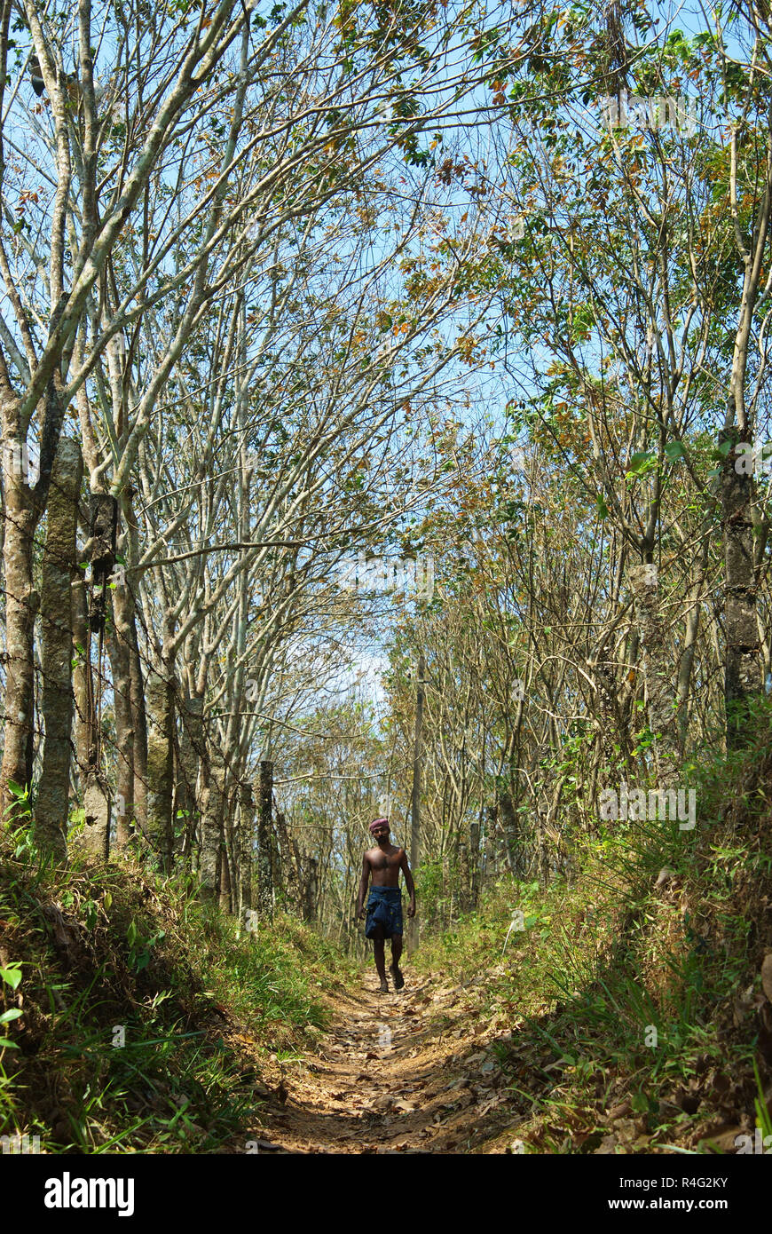Man walking through trees Stock Photo - Alamy