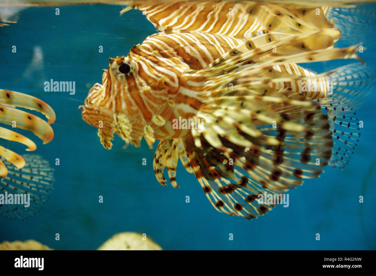 Big zebra fish hi-res stock photography and images - Alamy