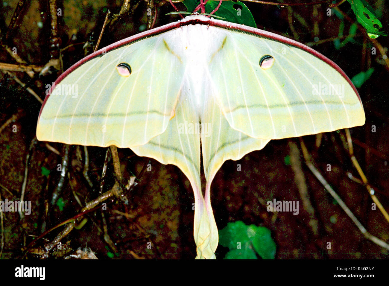 Cream coloured butterfly hi-res stock photography and images - Alamy