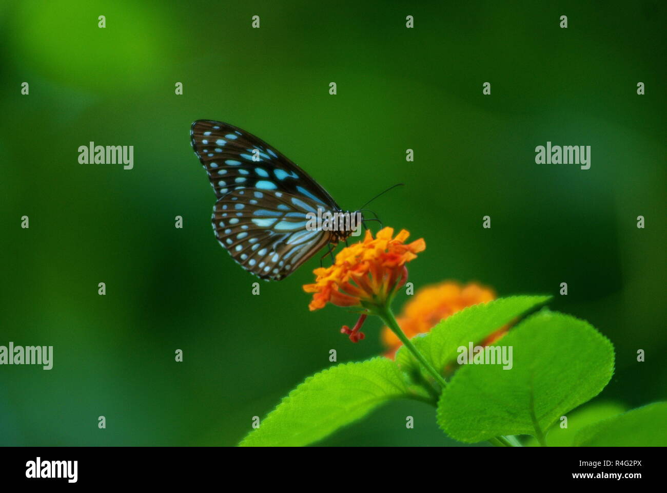 Butterfly on flower Stock Photo - Alamy