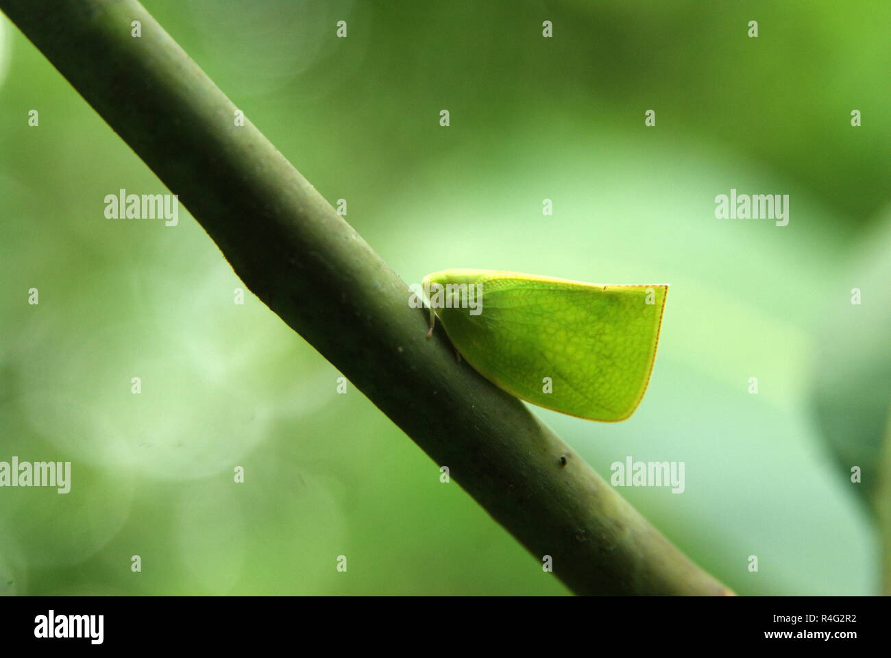 Leafhopper on stem plant hi-res stock photography and images - Alamy