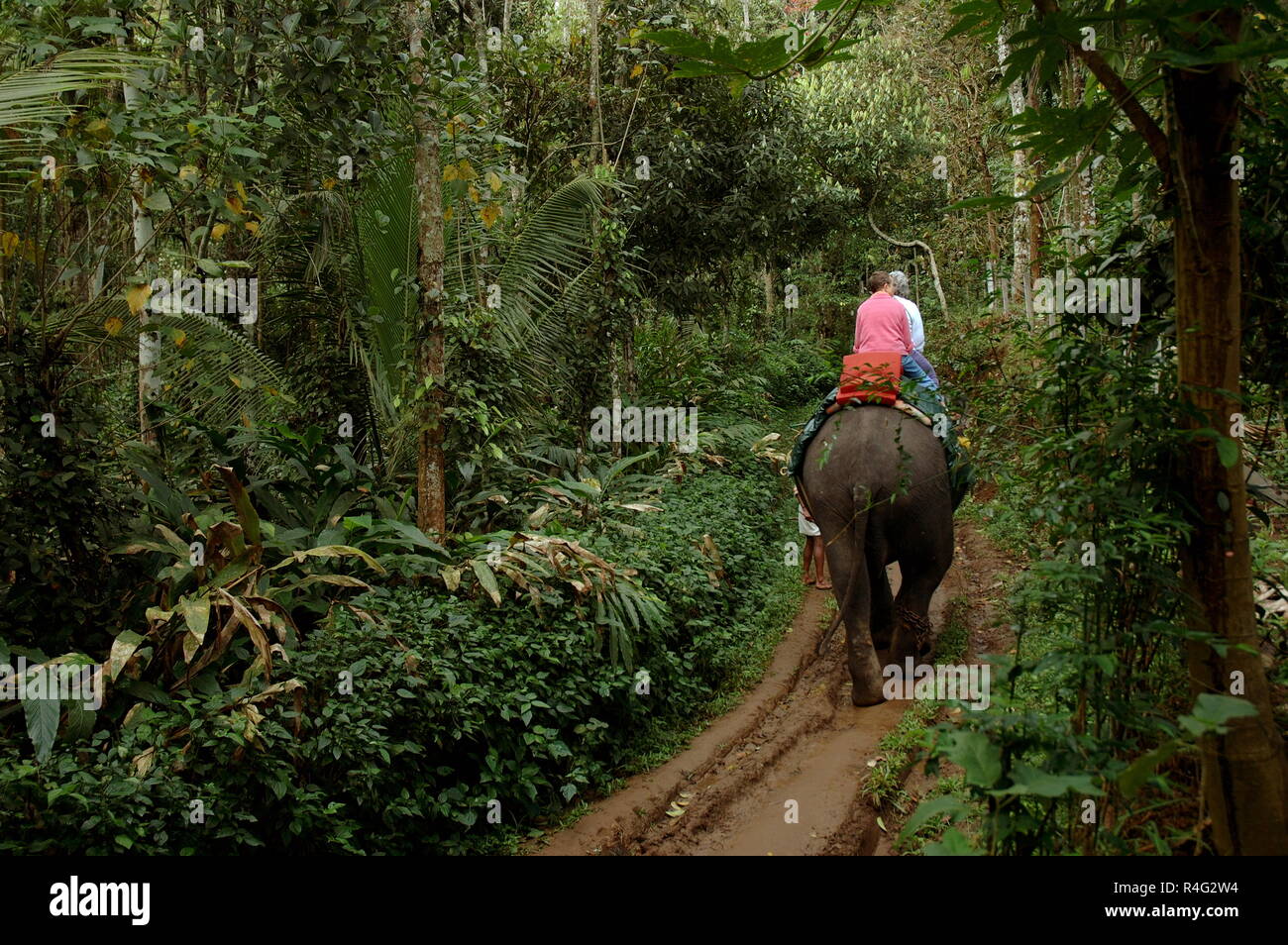 Elephant trekking through jungle Stock Photo - Alamy