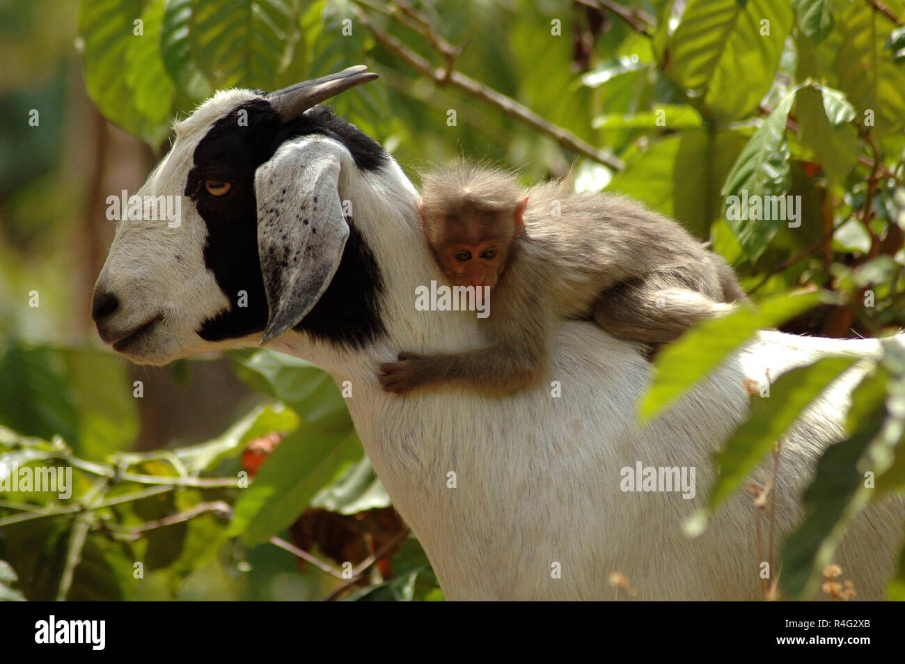 Baby monkey on goat Stock Photo - Alamy