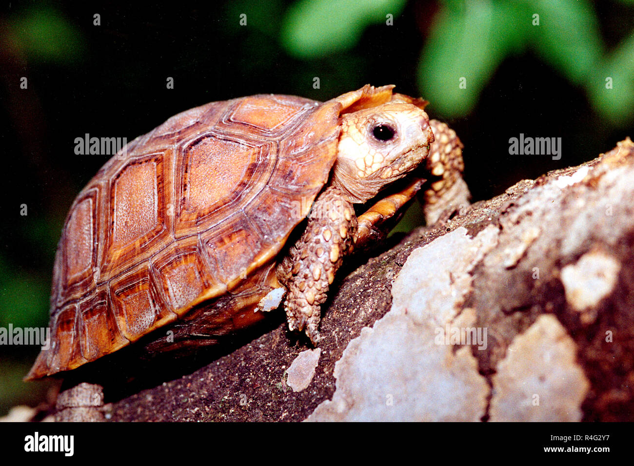 Tortise hi-res stock photography and images - Alamy