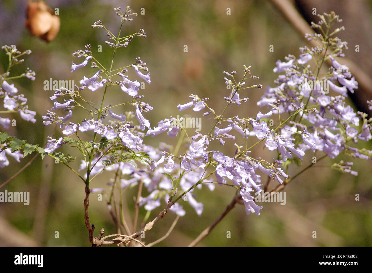 Jacaranda petals hi-res stock photography and images - Alamy