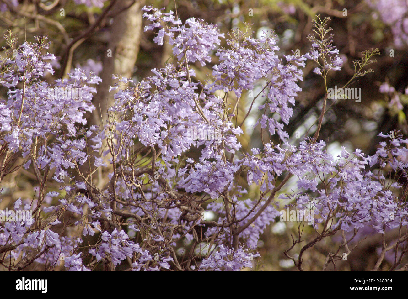 Jacaranda tree petals hi-res stock photography and images - Alamy