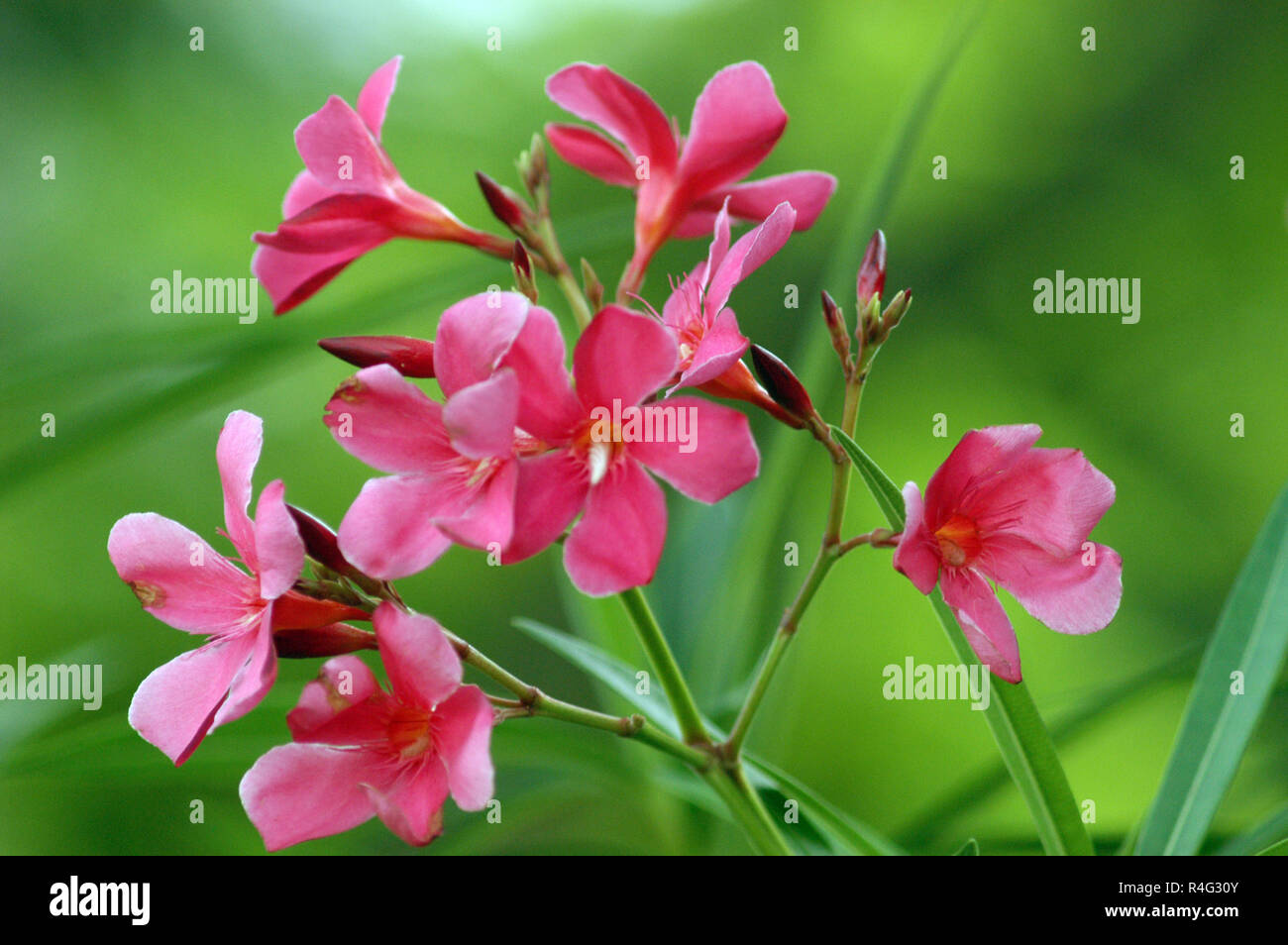 Flourishing oleander hi-res stock photography and images - Alamy