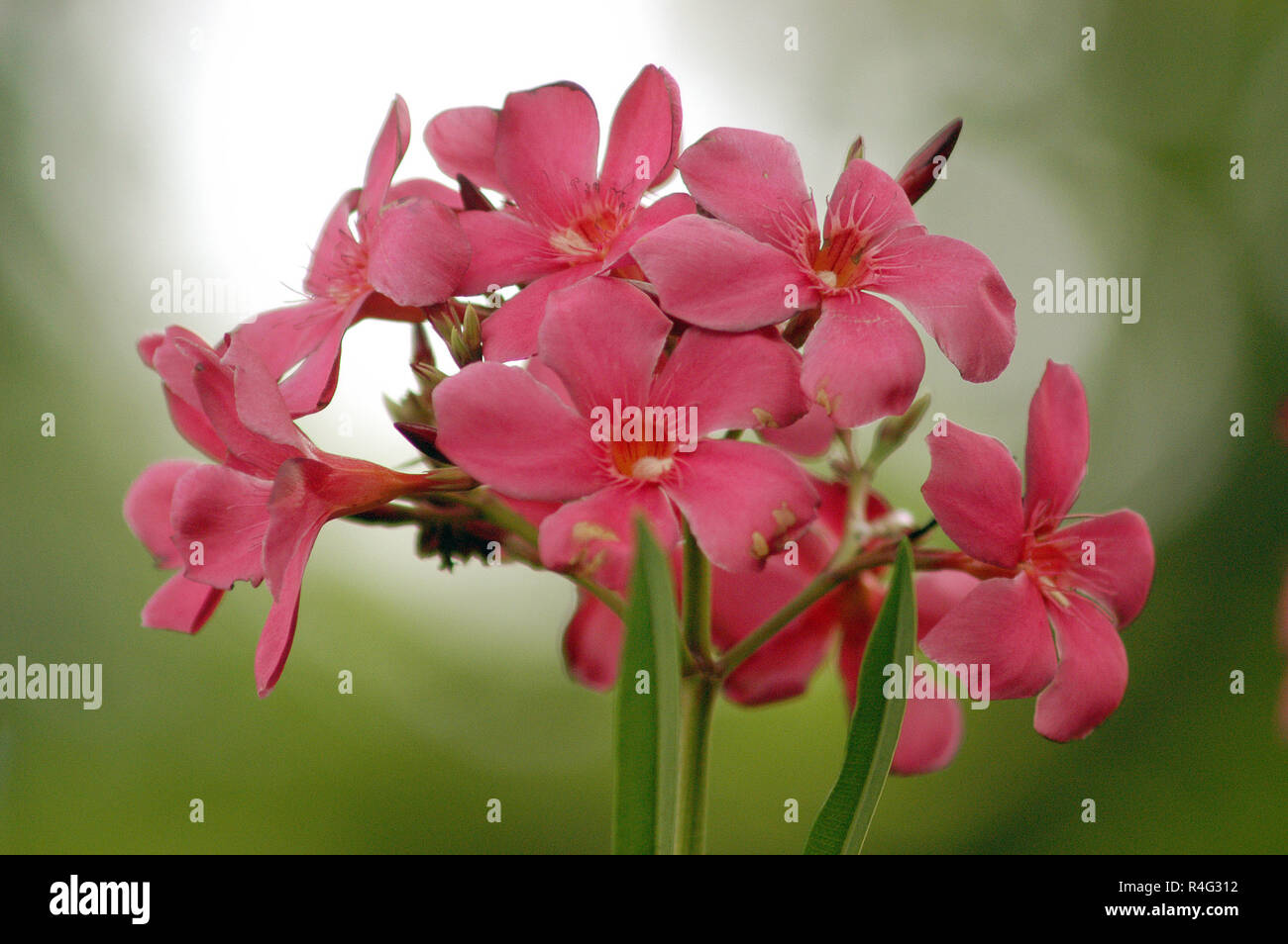 Flourishing oleander hi-res stock photography and images - Alamy