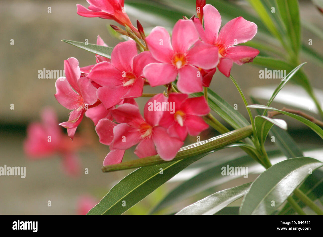 Flourishing oleander hi-res stock photography and images - Alamy