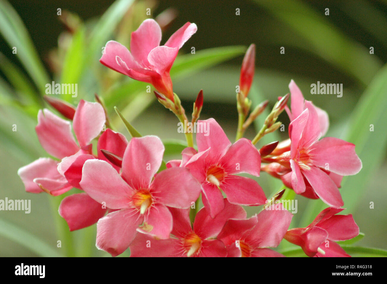 Flourishing oleander hi-res stock photography and images - Alamy
