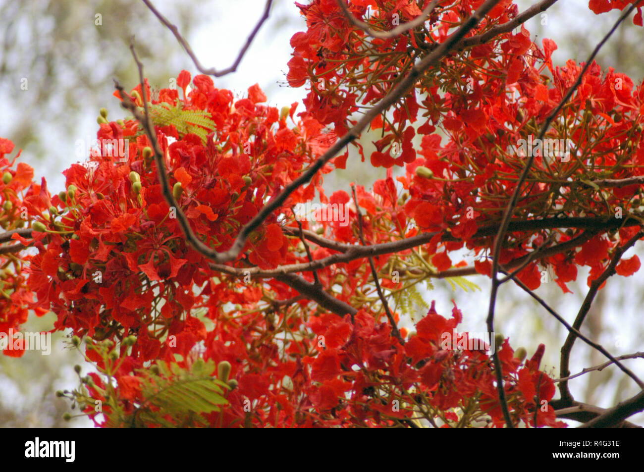 Flourishing tree photography hi-res stock photography and images - Alamy