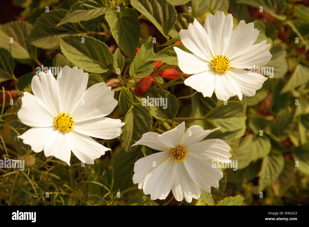 Picture of some cosmos leaves hi-res stock photography and images - Alamy