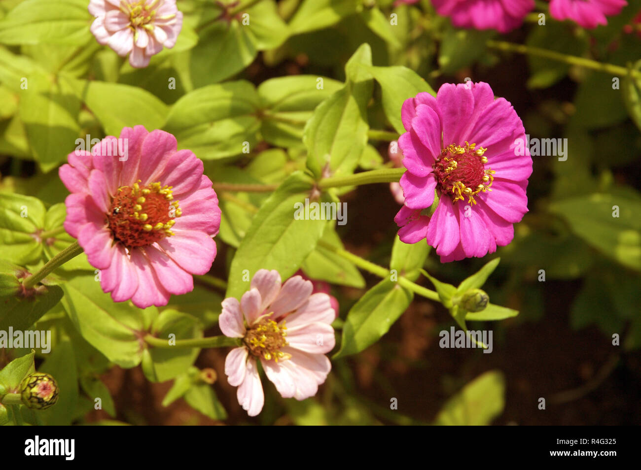 Picture of some cosmos leaves hi-res stock photography and images - Alamy