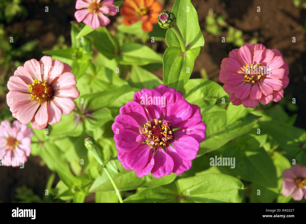 Picture of some cosmos leaves hi-res stock photography and images - Alamy