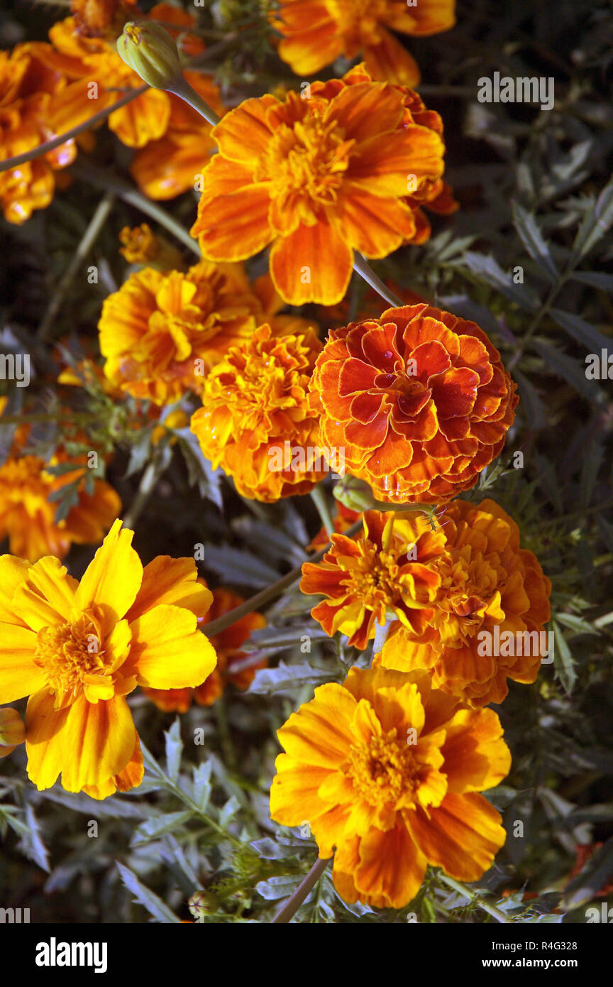 Marigold tree Stock Photo - Alamy