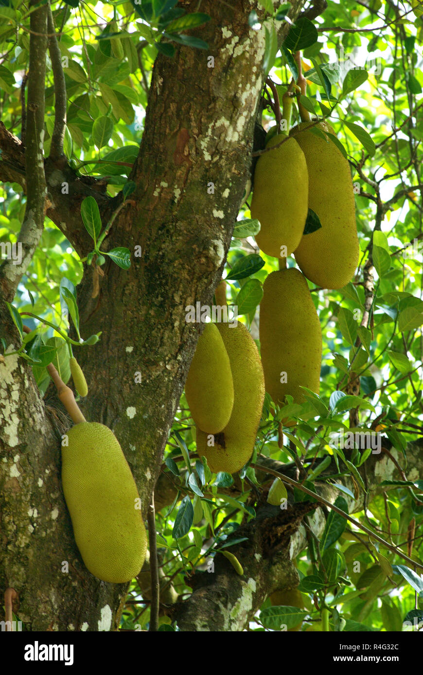 Jack fruit growing on tree Stock Photo - Alamy