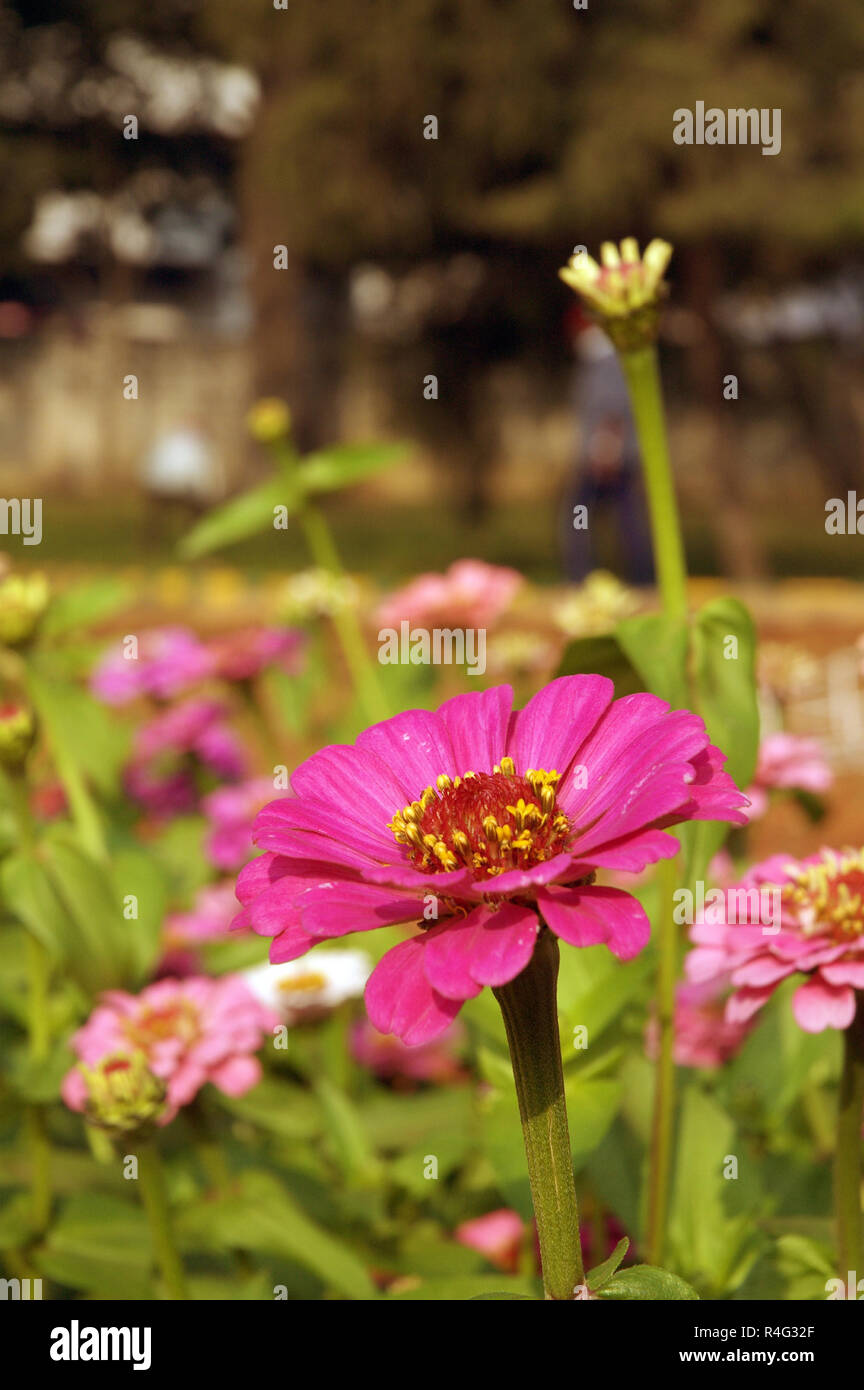 Picture of some cosmos leaves hi-res stock photography and images - Alamy
