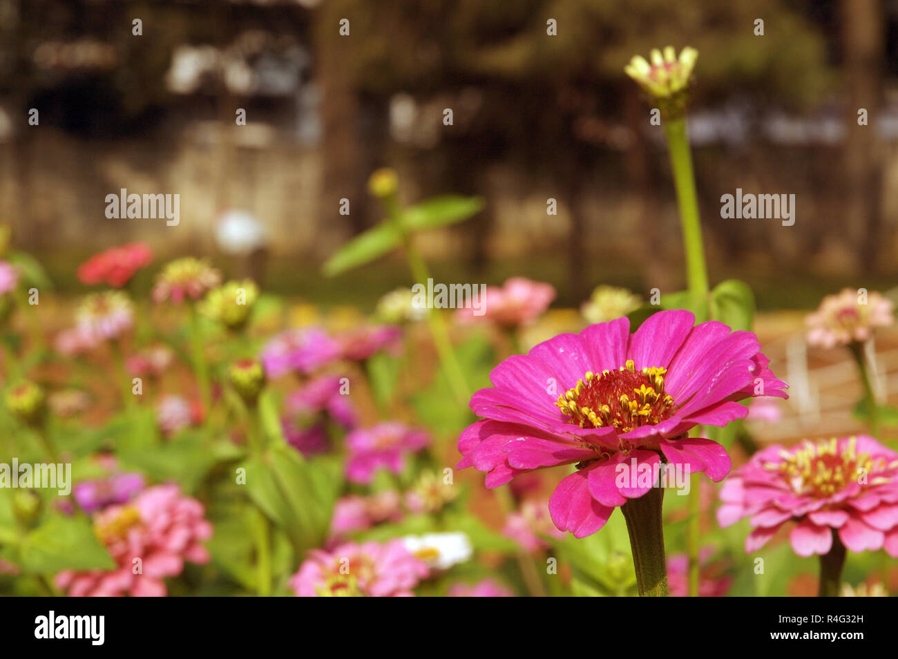 Picture of some cosmos leaves hi-res stock photography and images - Alamy