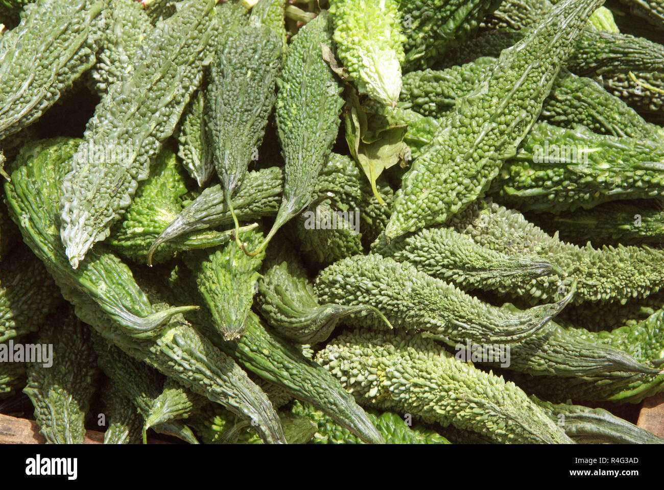 Image of bitter melon hi-res stock photography and images - Alamy