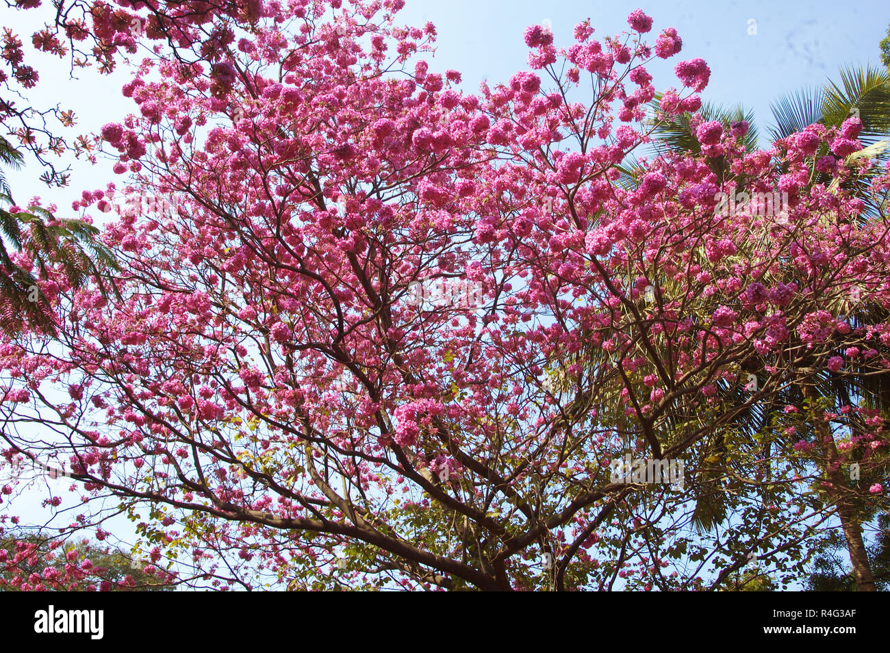 Mangolia tree hi-res stock photography and images - Alamy