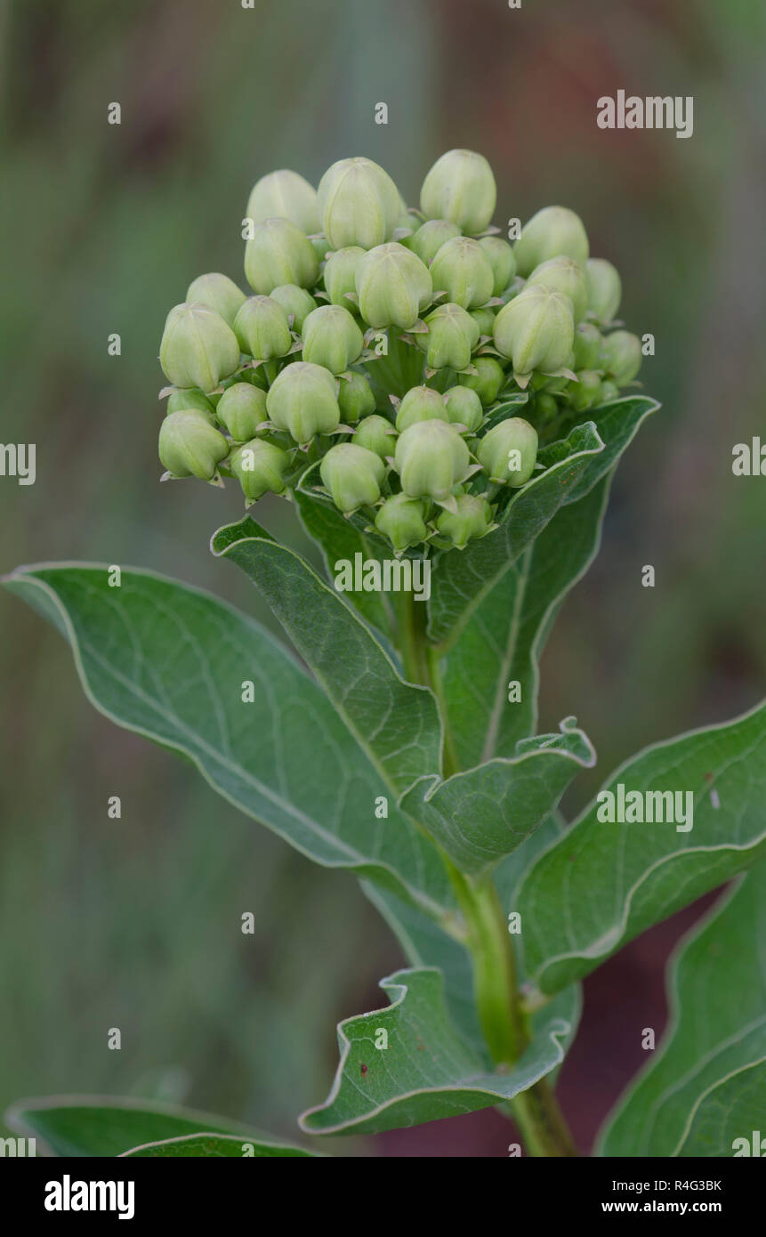 Asclepias viridis hi-res stock photography and images - Alamy