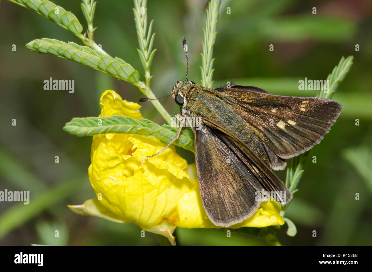 Little evening primrose hi-res stock photography and images - Alamy