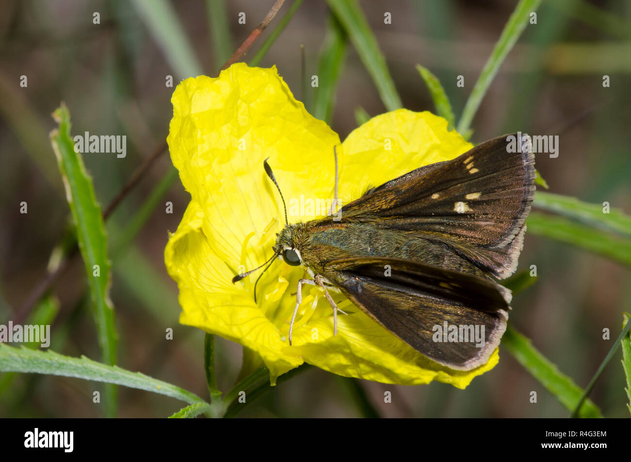 Little evening primrose hi-res stock photography and images - Alamy