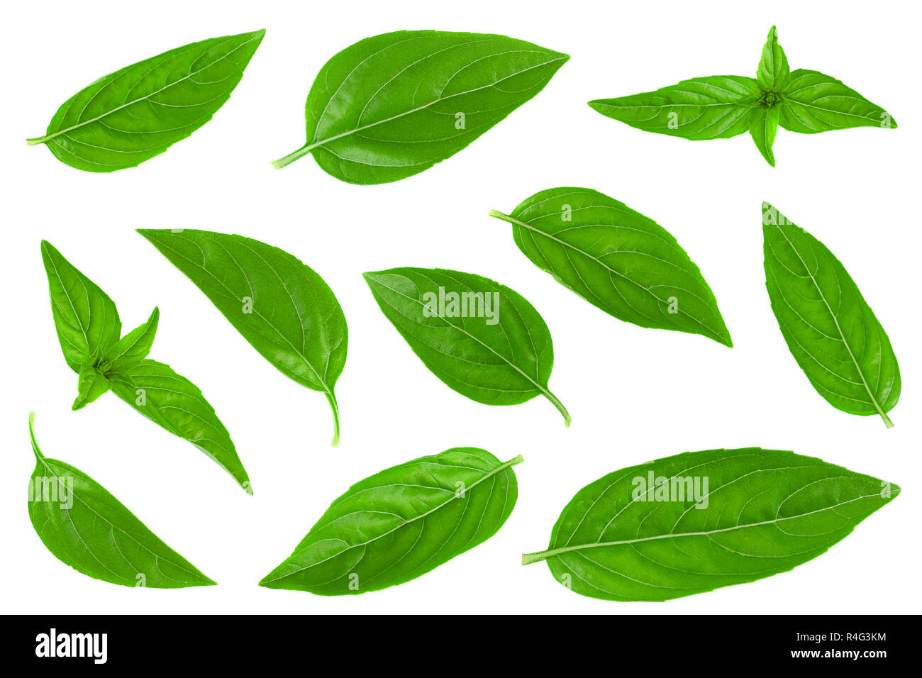 Basil leaf closeup set isolated on white background Stock Photo - Alamy