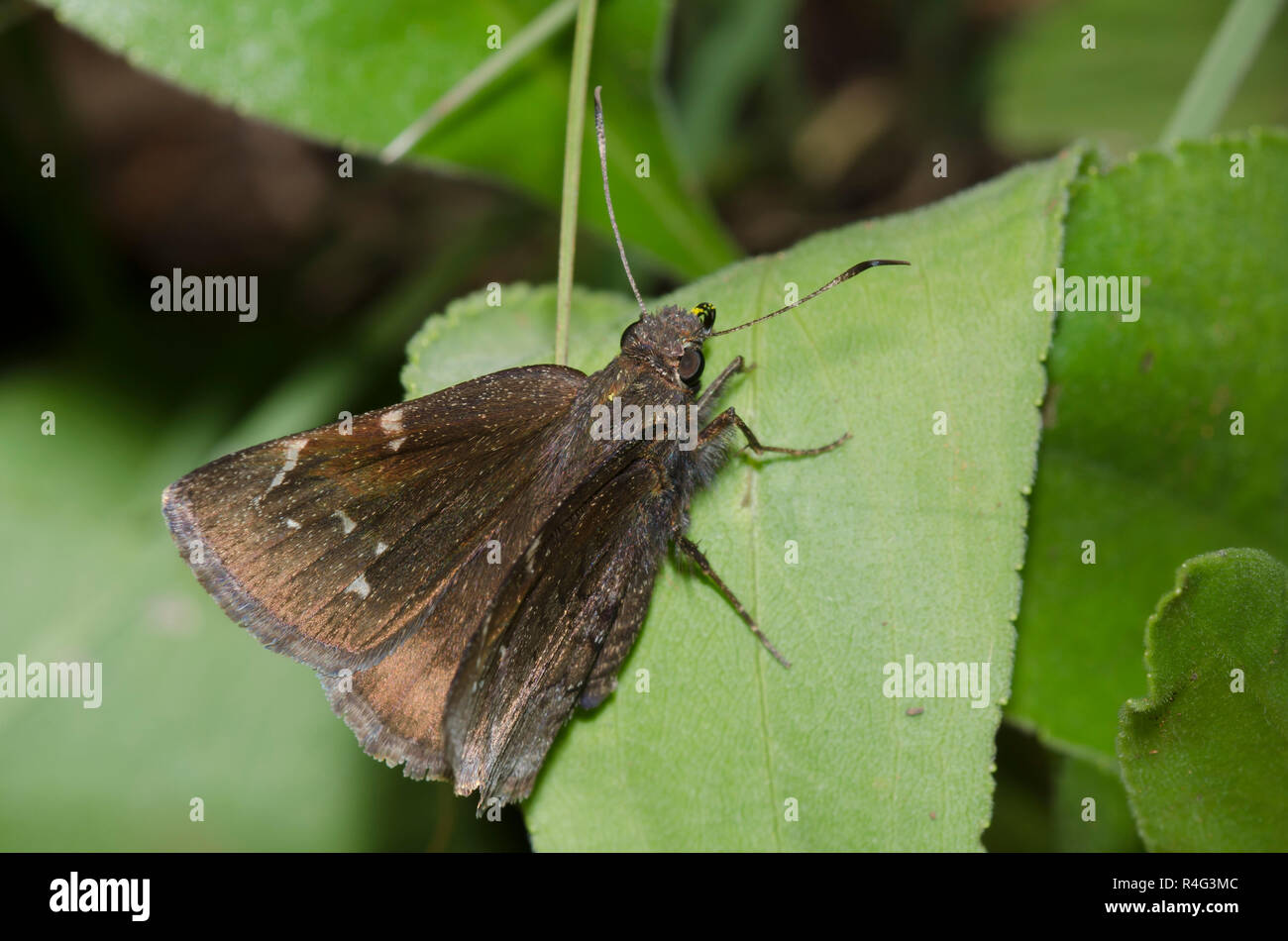 Northern Cloudywing, Cecropterus pylades, female Stock Photo - Alamy