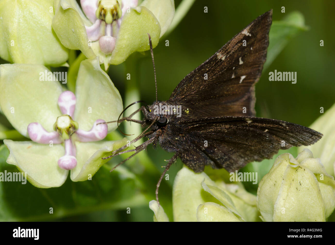 Northern Cloudywing, Cecropterus pylades, female on green milkweed ...