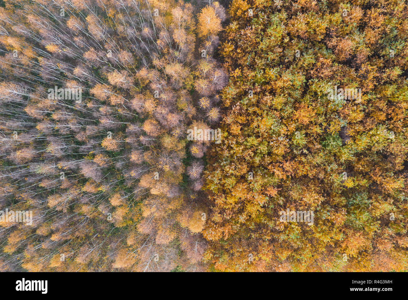 View crowns birch trees hi-res stock photography and images - Alamy