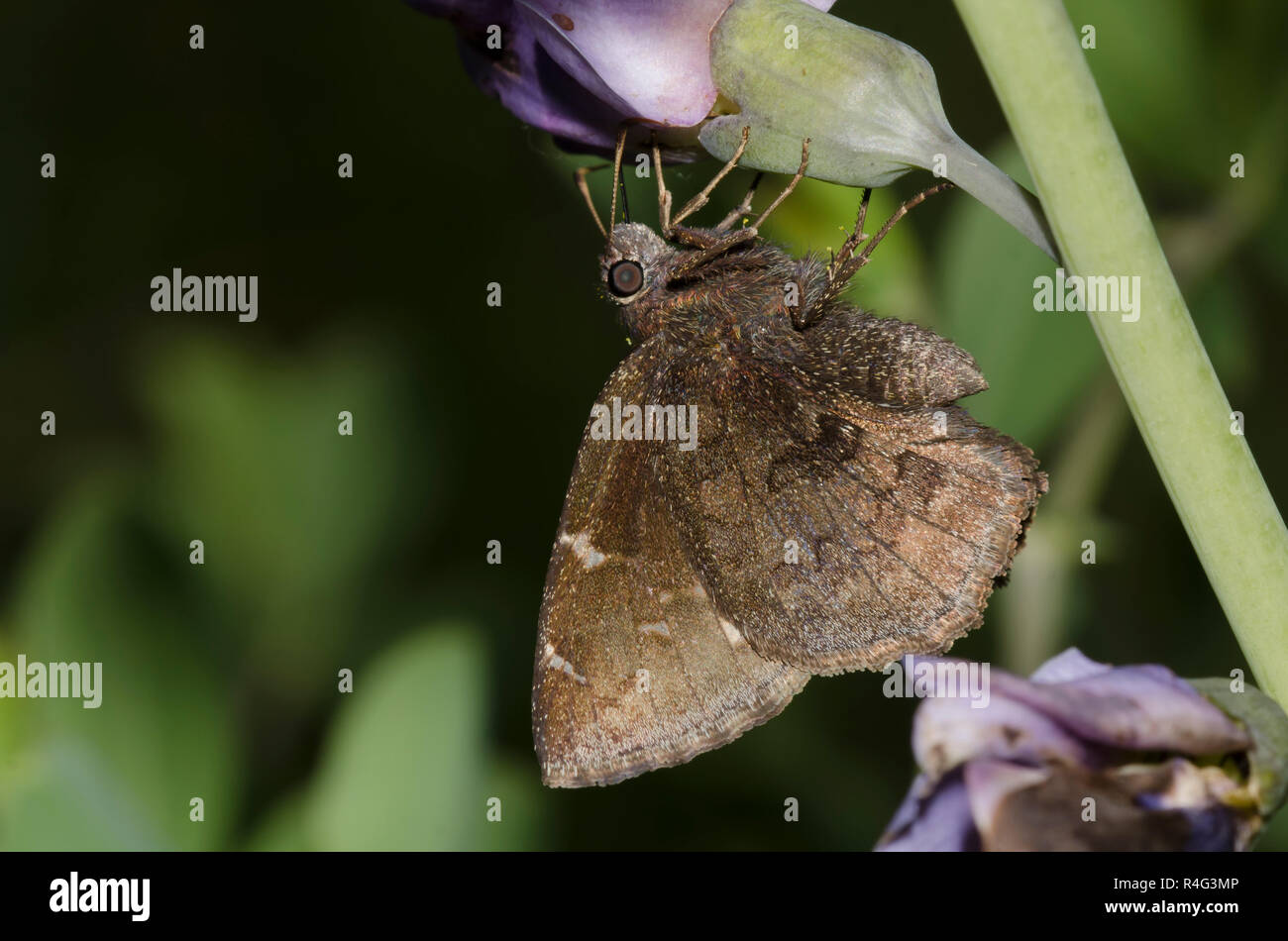 Northern Cloudywing, Cecropterus pylades, female nectaring Stock Photo ...